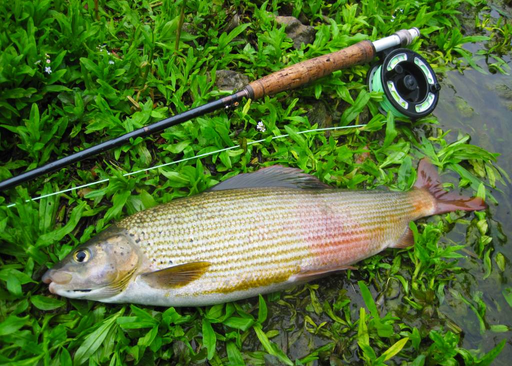 Reka Ljubljanica (od izvirov Ljubljanice do pritoka Pekovega grabna ...