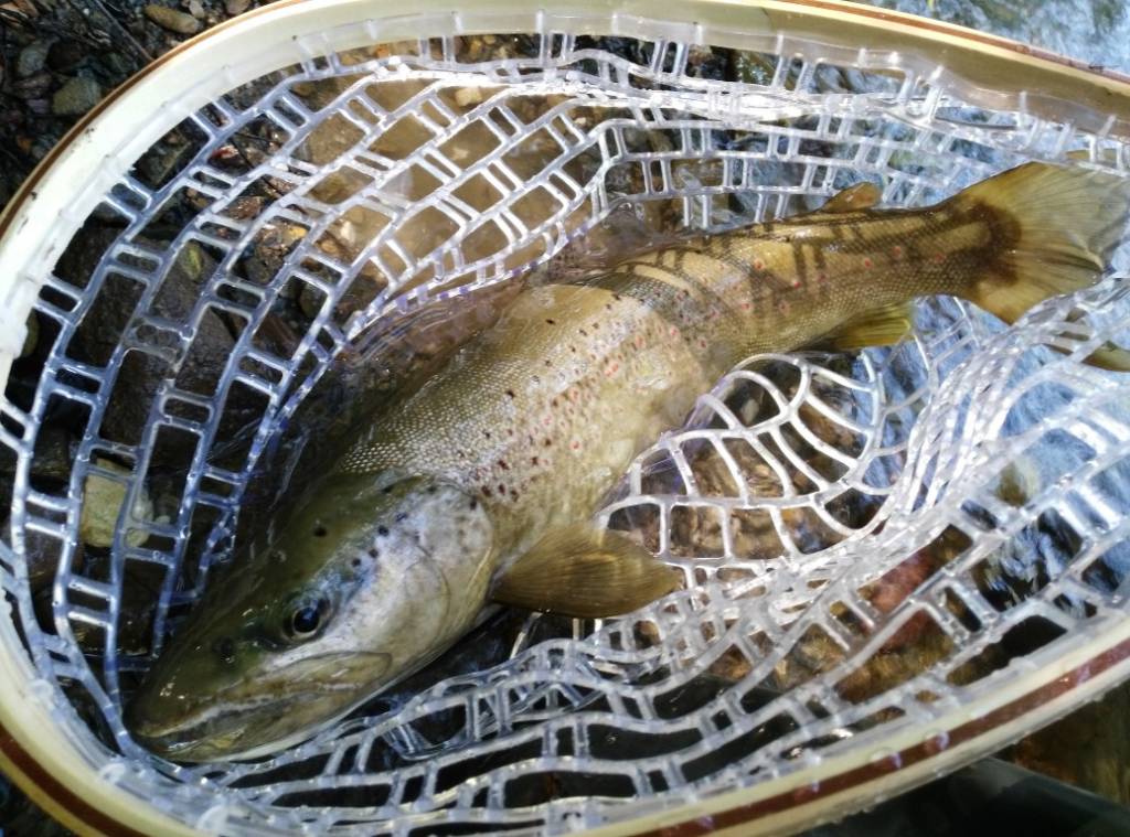 The river Poljanska Sora (from the tributary Petruzov graben in Log to ...