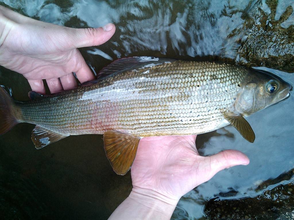 The river Poljanska Sora (from the tributary Petruzov graben in Log to ...