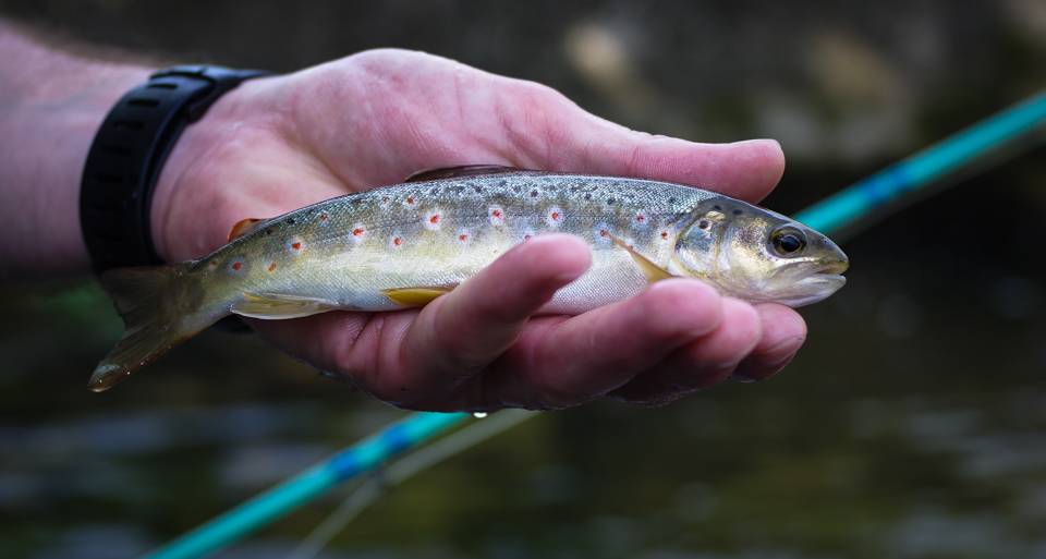Reka Bistrica (od mostu v Globeli do ponora v Goriči vasi) - Ribiška ...