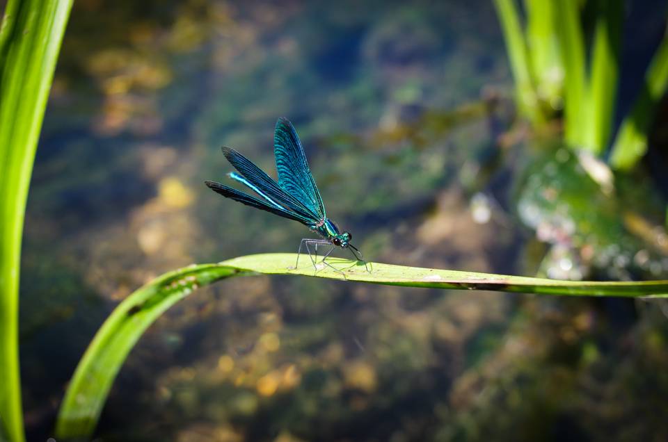 Reka Bistrica (od mostu v Globeli do ponora v Goriči vasi) - Ribiška ...