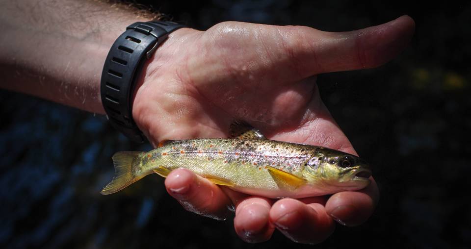 Reka Bistrica (od mostu v Globeli do ponora v Goriči vasi) - Ribiška ...