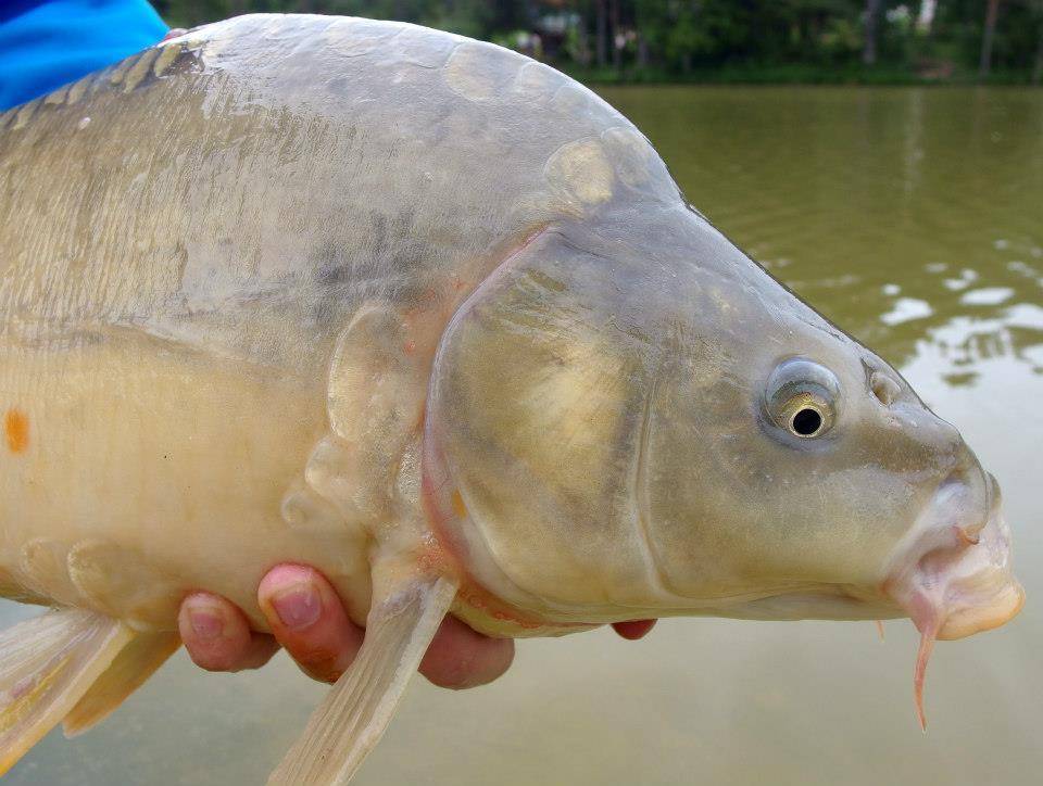 Jezero Rakitna - Ribiška družina Barje - Spletni nakup ribolovnih ...