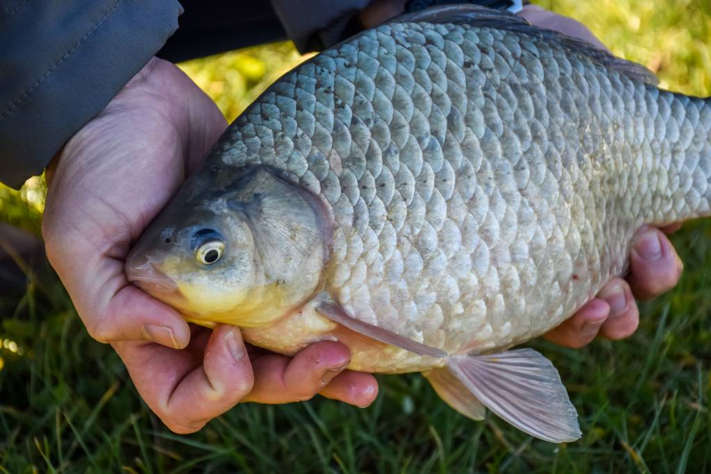 Jezero Rakitna - Ribiška družina Barje - Spletni nakup ribolovnih ...