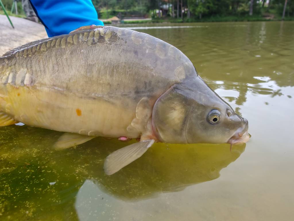 Jezero Rakitna - Ribiška družina Barje - Spletni nakup ribolovnih ...