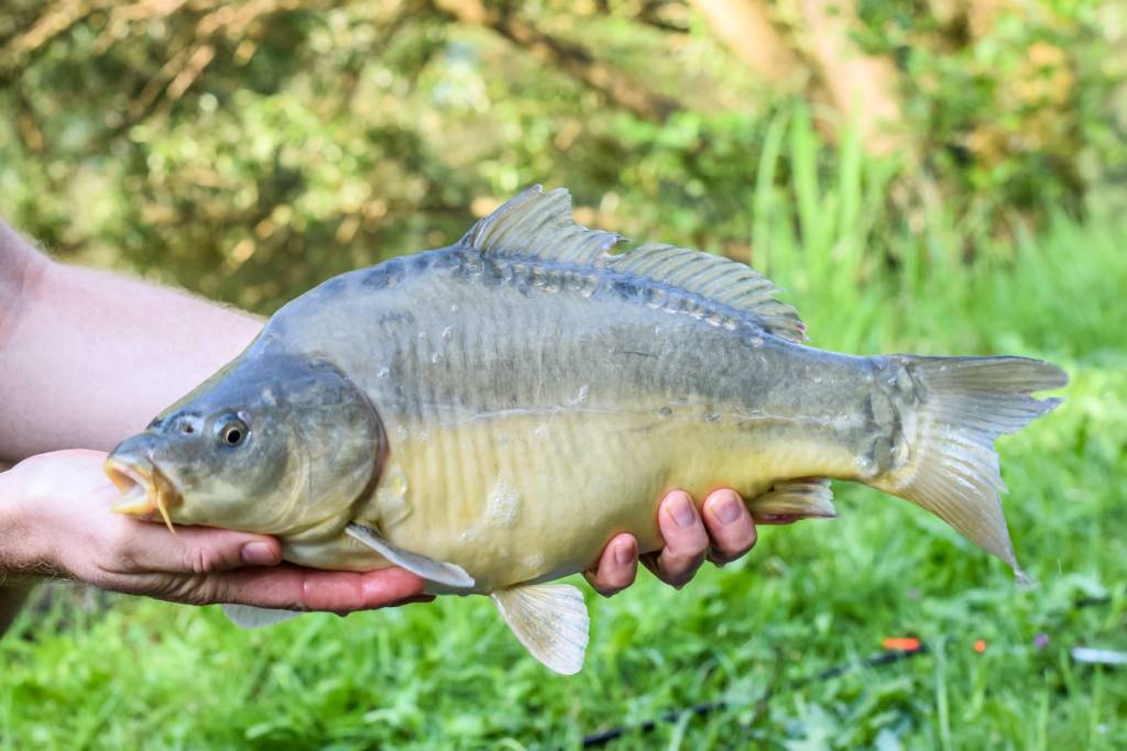 The pond Šmartno under mountain Šmarna gora - Fishing family Medvode ...