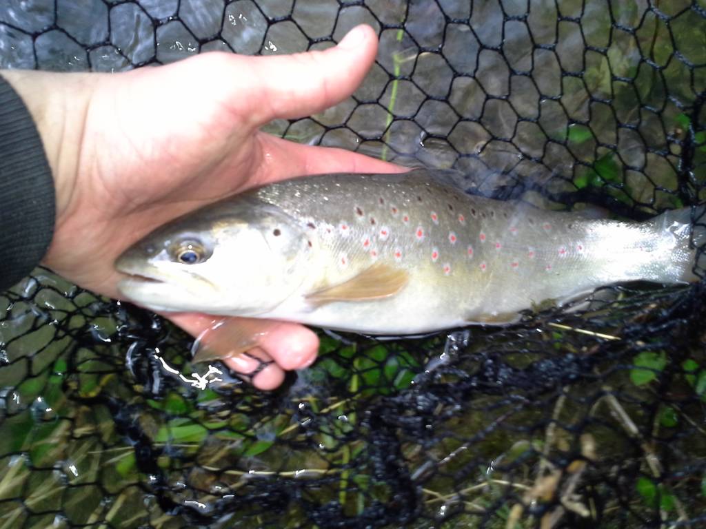 Reka Rižana - Ribiška družina Koper - Spletni nakup ribolovnih ...