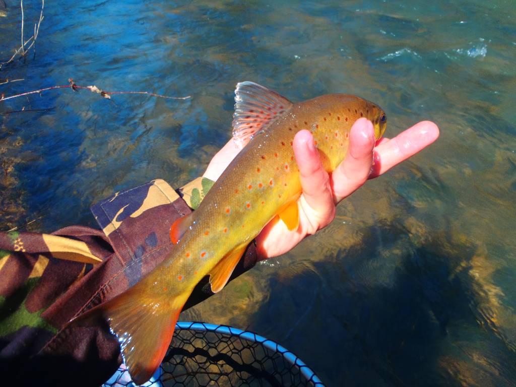 Reka Rižana - Ribiška družina Koper - Spletni nakup ribolovnih ...