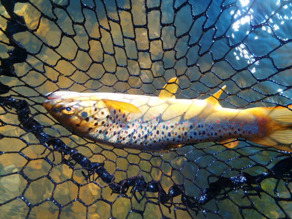 Reka Rižana - Ribiška družina Koper - Spletni nakup ribolovnih ...