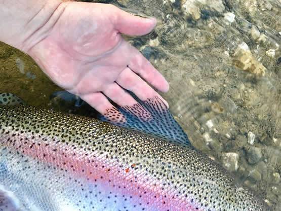 Reka Savinja (od Letuškega mostu do Izliva Bolske v Savinjo) - Ribiška ...