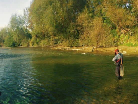 Reka Savinja (od Letuškega mostu do Izliva Bolske v Savinjo) - Ribiška ...