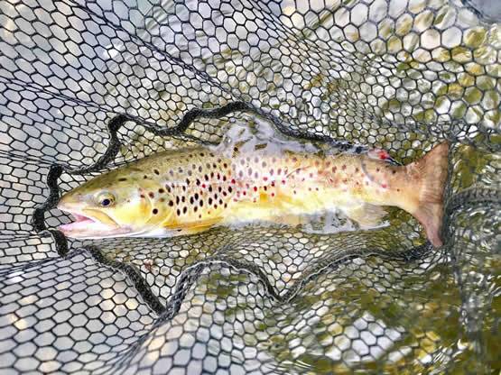 Reka Savinja (od Letuškega mostu do Izliva Bolske v Savinjo) - Ribiška ...