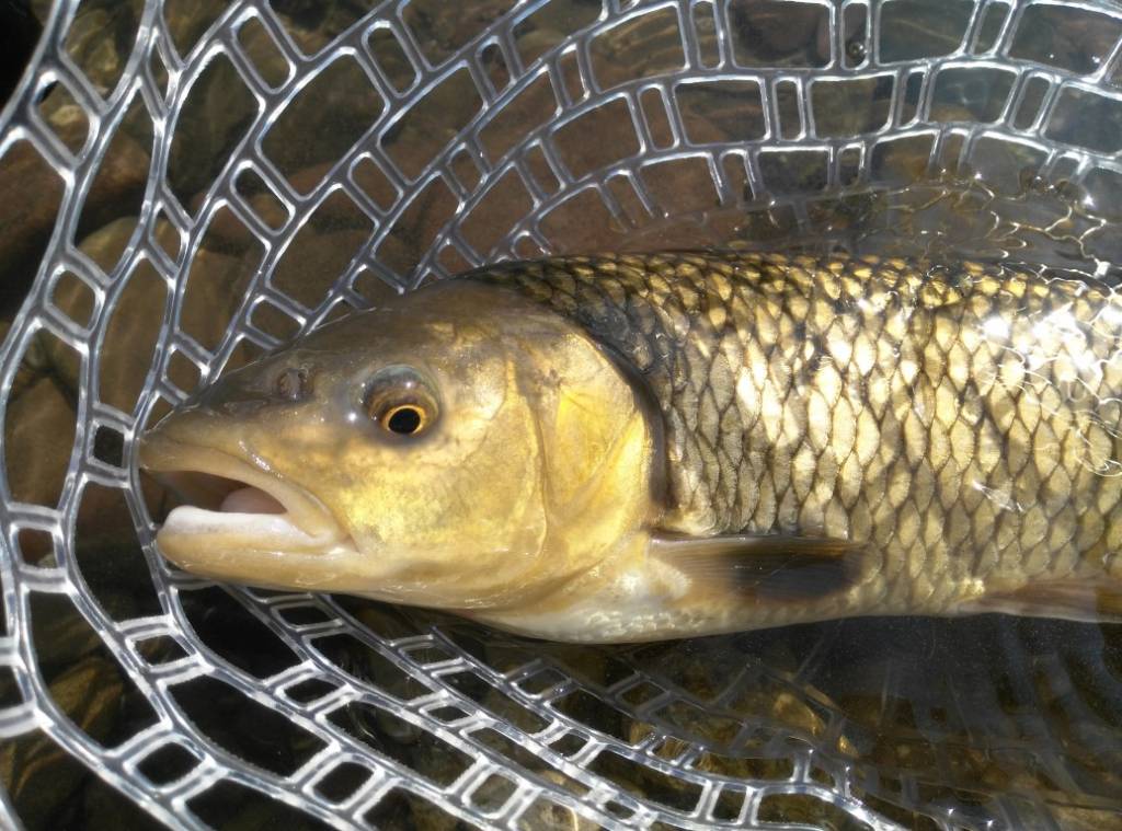 The river Sora (from the dam Okornov jez above the confluence of both ...