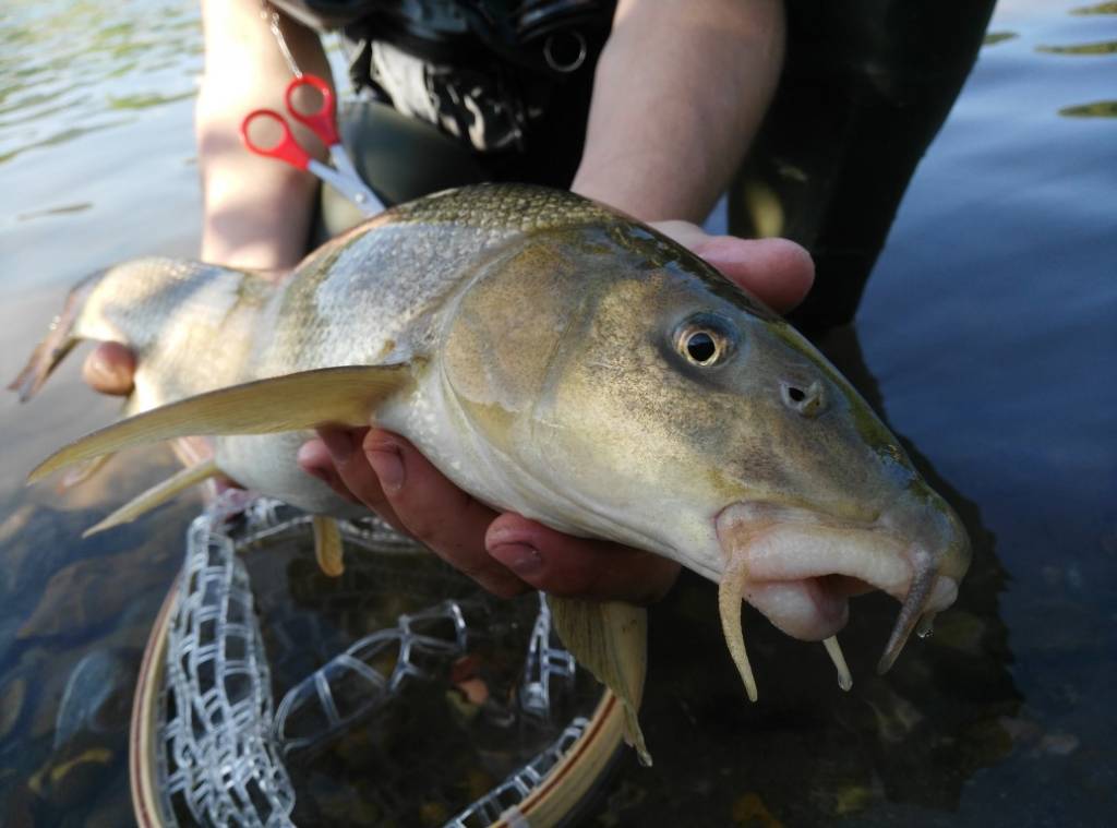 The river Sora (from the dam Okornov jez above the confluence of both ...