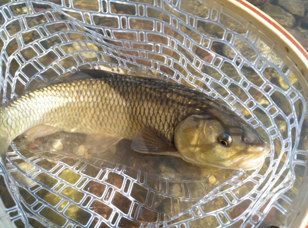 The river Sora (from the dam Okornov jez above the confluence of both ...