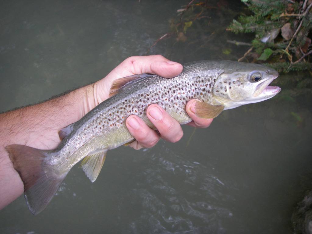 Reka Vipava (Od otoka pod vasjo Selo do železniškega mostu v Prvačini ...