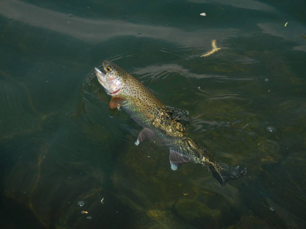Reka Vipava (Od starega mostu v Vipavi do jezu pod Brjami) - Ribiška ...