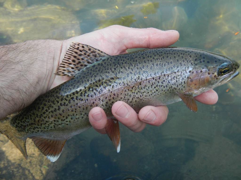 Reka Vipava (Od starega mostu v Vipavi do jezu pod Brjami) - Ribiška ...