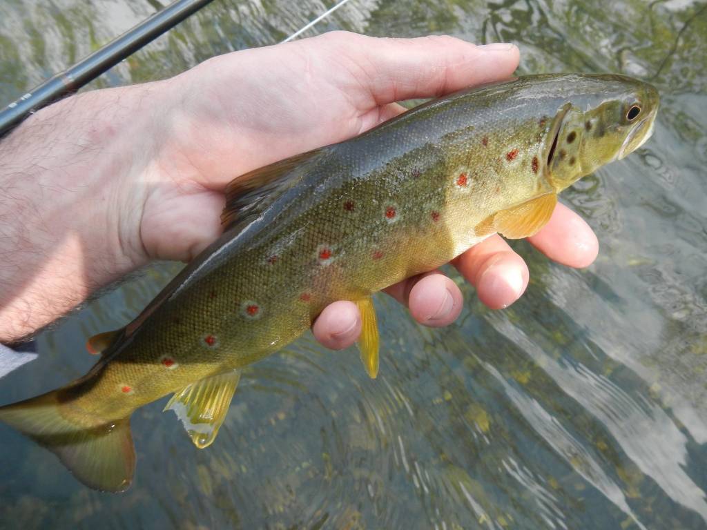 Reka Vipava (Od starega mostu v Vipavi do jezu pod Brjami) - Ribiška ...