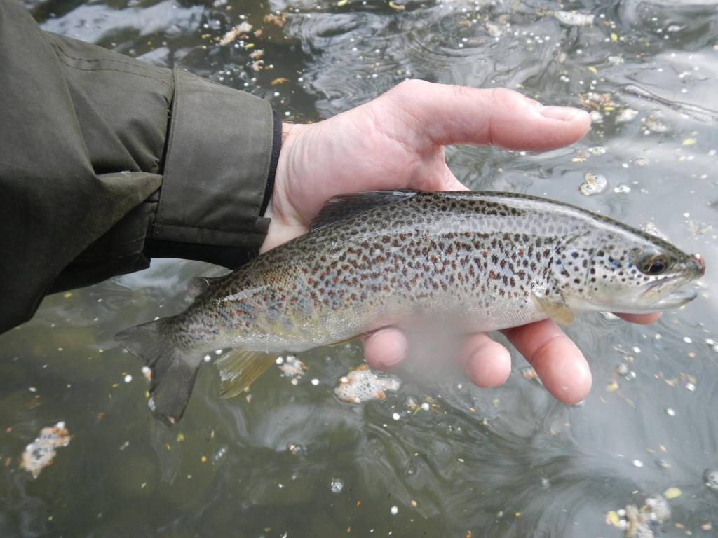 Reka Vipava (Od starega mostu v Vipavi do jezu pod Brjami) - Ribiška ...