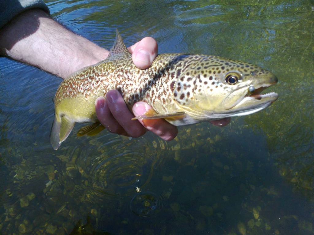 Reka Vipava (Od starega mostu v Vipavi do jezu pod Brjami) - Ribiška ...