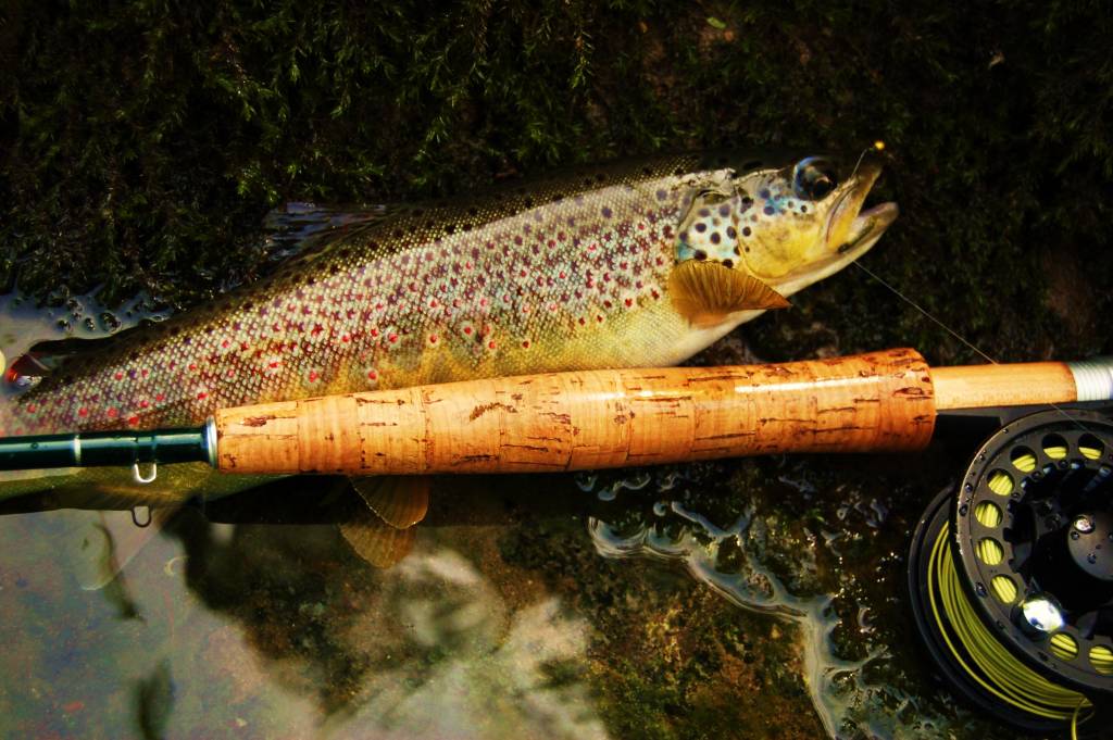 Reka Vipava (Od starega mostu v Vipavi do jezu pod Brjami) - Ribiška ...