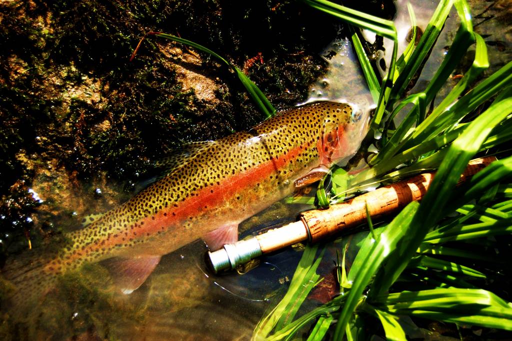 Reka Vipava (Od starega mostu v Vipavi do jezu pod Brjami) - Ribiška ...