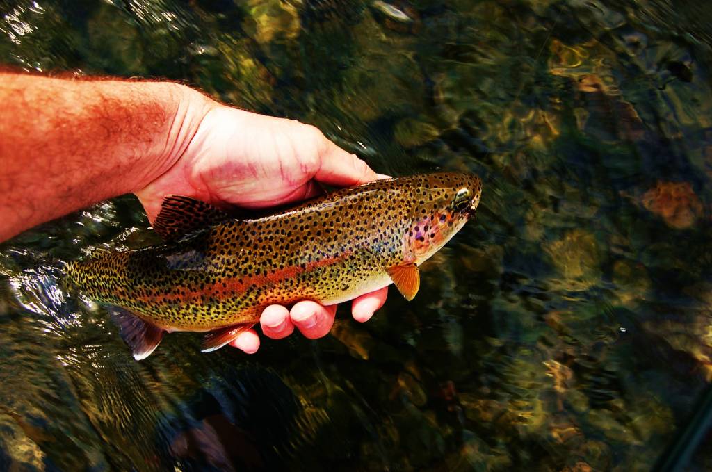 Reka Vipava (Od starega mostu v Vipavi do jezu pod Brjami) - Ribiška ...