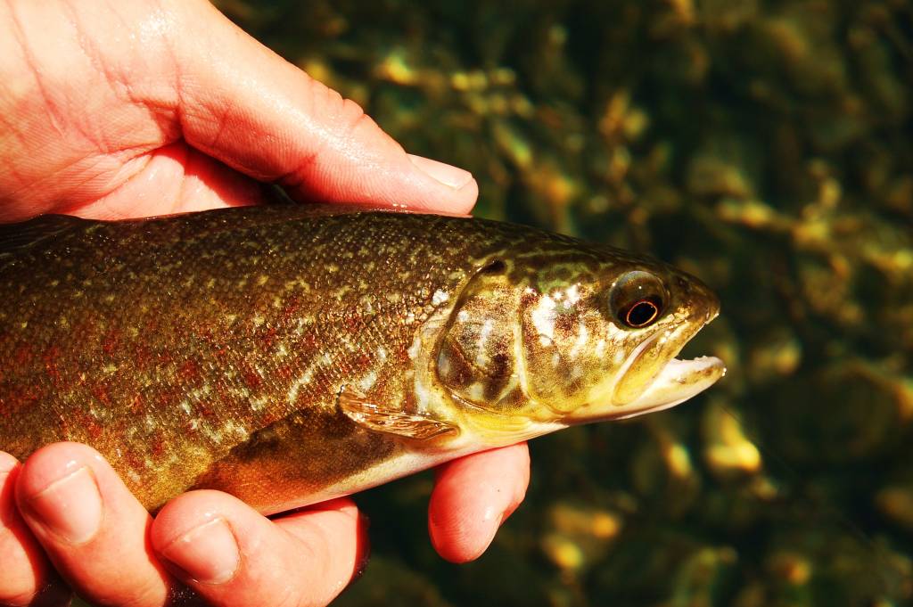 Reka Vipava (Od starega mostu v Vipavi do jezu pod Brjami) - Ribiška ...