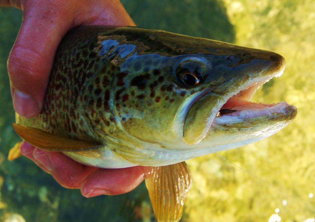 Reka Vipava (Od starega mostu v Vipavi do jezu pod Brjami) - Ribiška ...