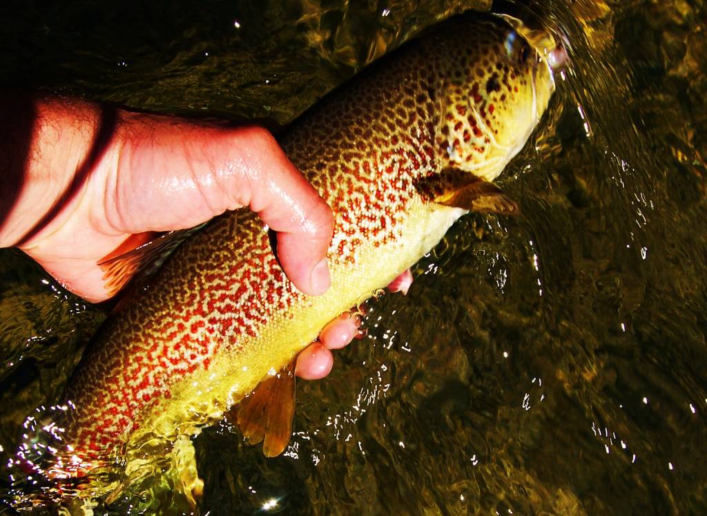 Reka Vipava (Od starega mostu v Vipavi do jezu pod Brjami) - Ribiška ...