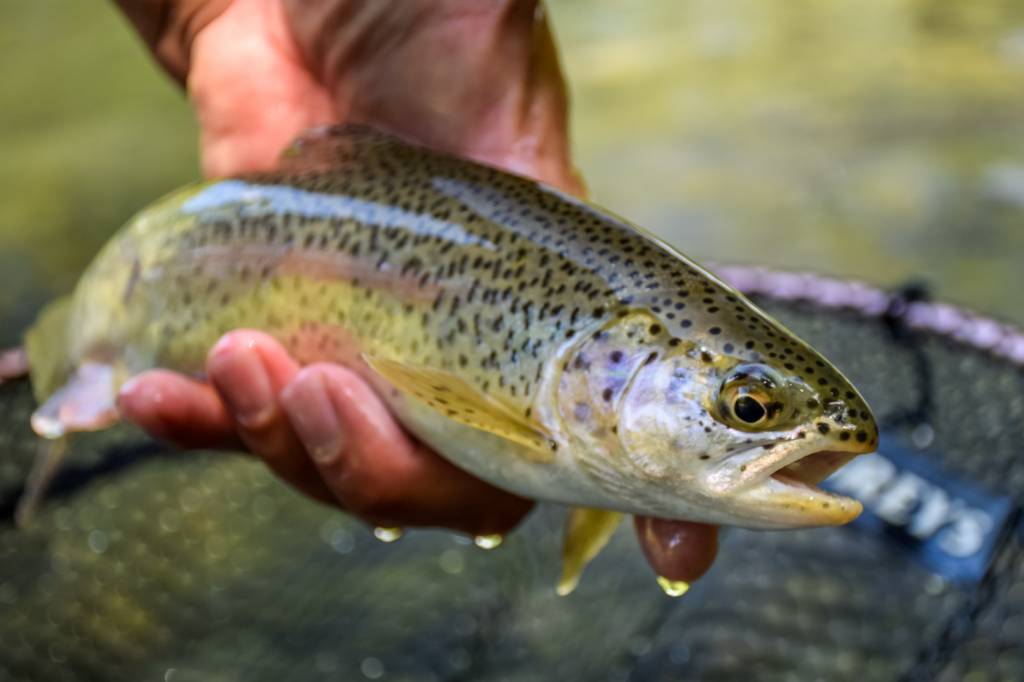 Reka Vipava (Od starega mostu v Vipavi do jezu pod Brjami) - Ribiška ...