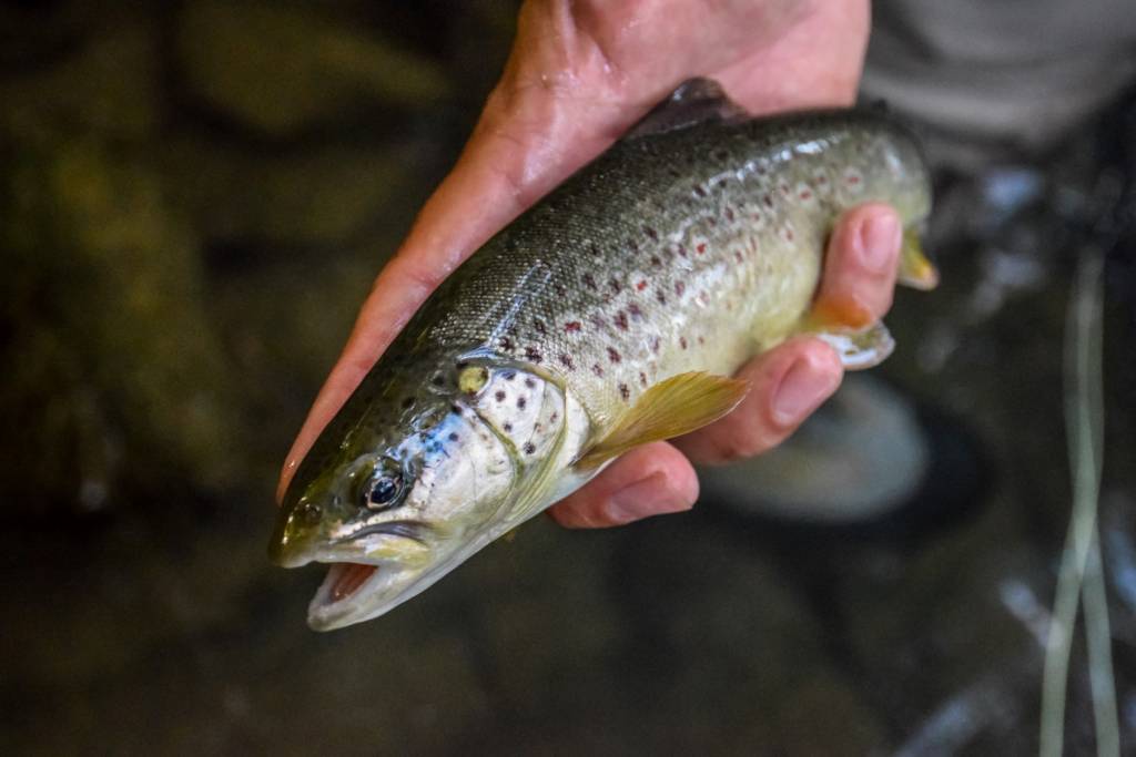 Reka Vipava (Od starega mostu v Vipavi do jezu pod Brjami) - Ribiška ...