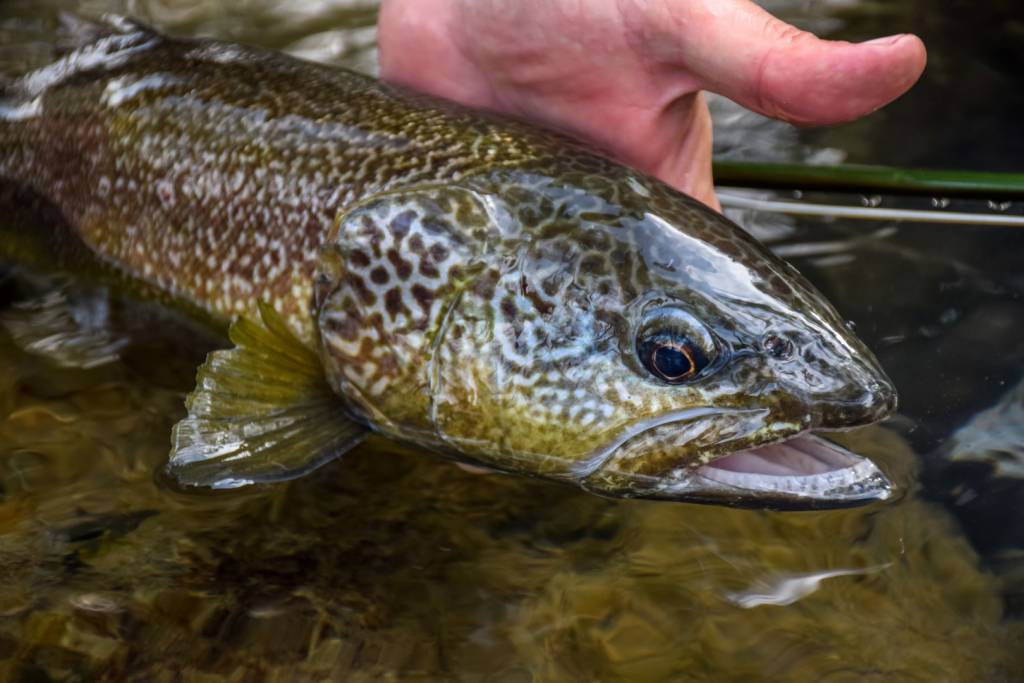 Reka Vipava (Od starega mostu v Vipavi do jezu pod Brjami) - Ribiška ...