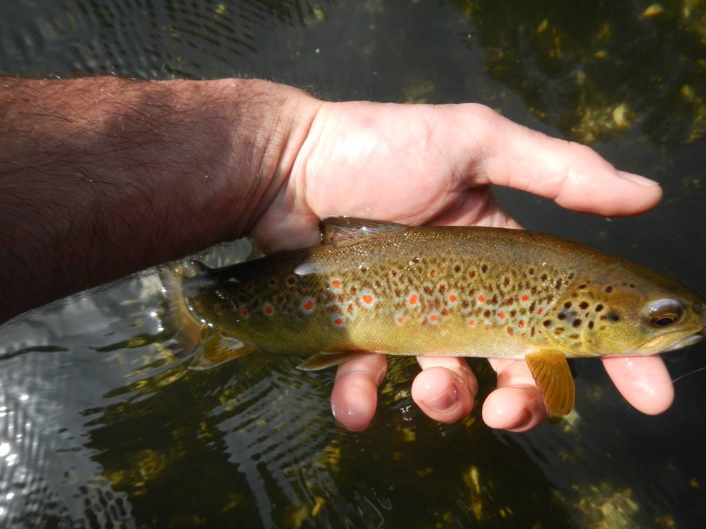 Reka Vipava (Od starega mostu v Vipavi do jezu pod Brjami) - Ribiška ...