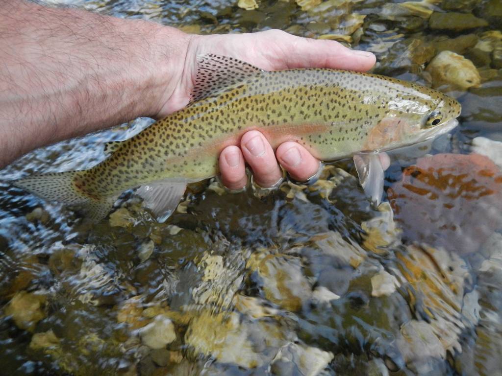 Reka Vipava (Od starega mostu v Vipavi do jezu pod Brjami) - Ribiška ...