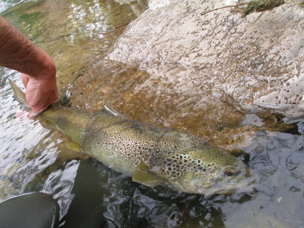 Reka Vipava (Od starega mostu v Vipavi do jezu pod Brjami) - Ribiška ...