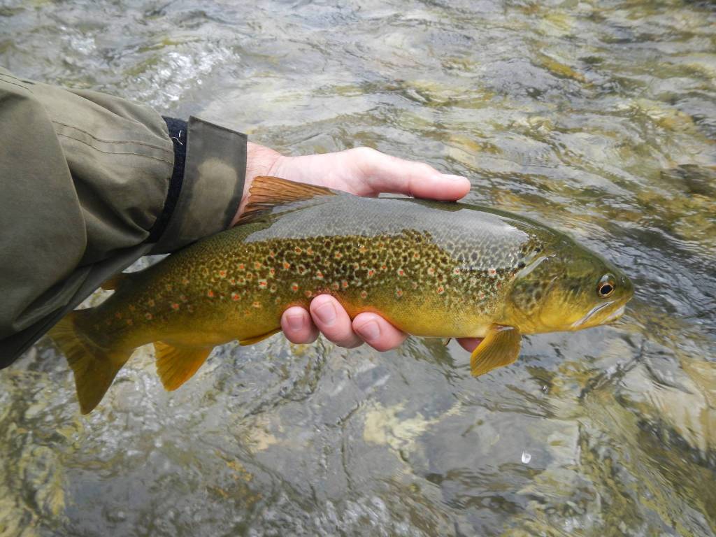 Reka Vipava (Od starega mostu v Vipavi do jezu pod Brjami) - Ribiška ...