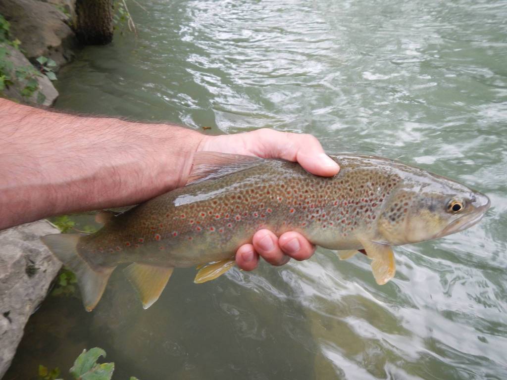 Reka Vipava (Od starega mostu v Vipavi do jezu pod Brjami) - Ribiška ...