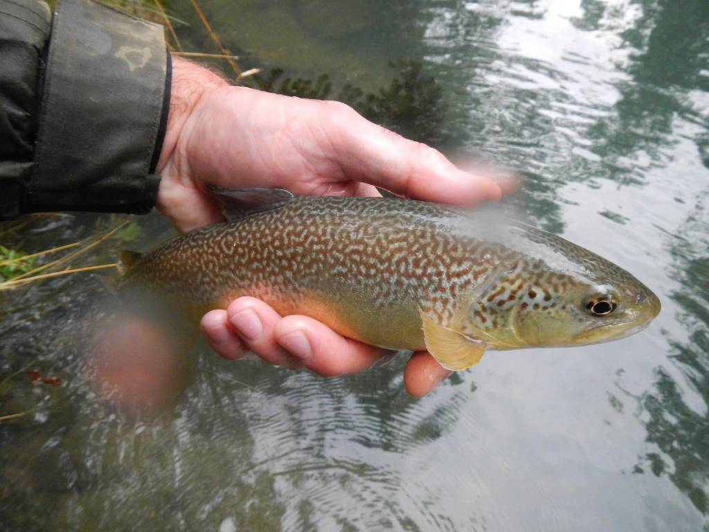 Reka Vipava (Od starega mostu v Vipavi do jezu pod Brjami) - Ribiška ...