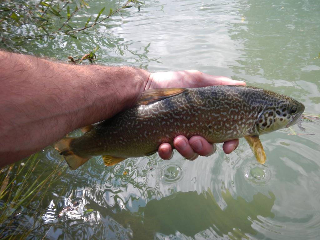 Reka Vipava (Od starega mostu v Vipavi do jezu pod Brjami) - Ribiška ...
