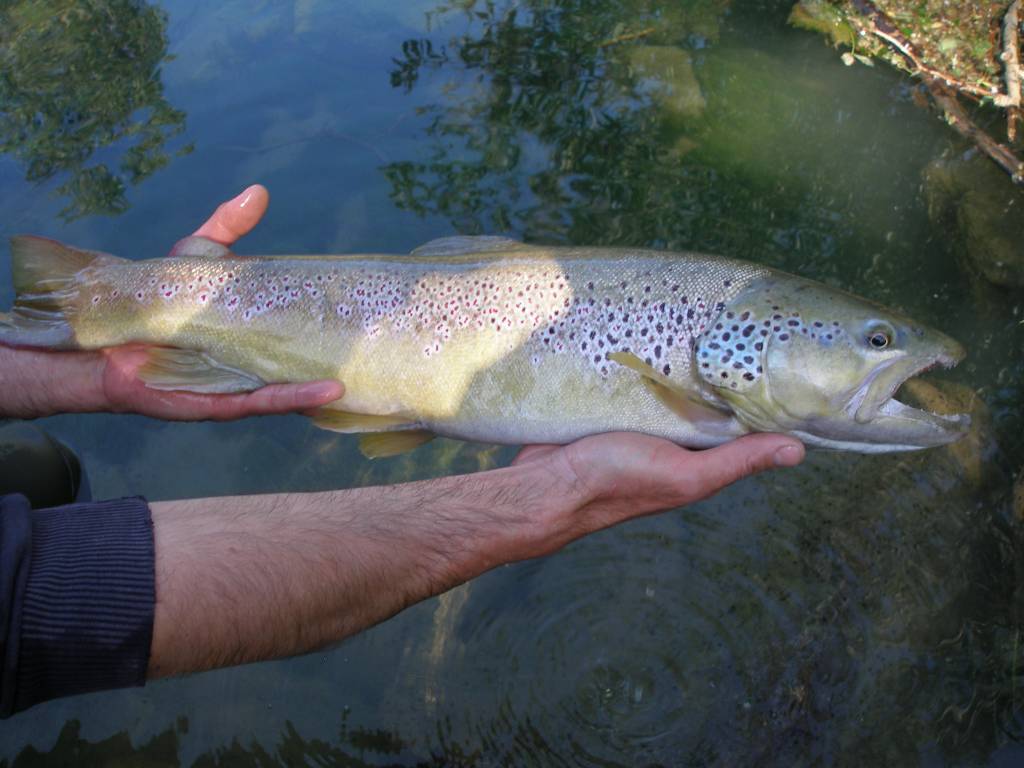Reka Vipava (Od starega mostu v Vipavi do jezu pod Brjami) - Ribiška ...