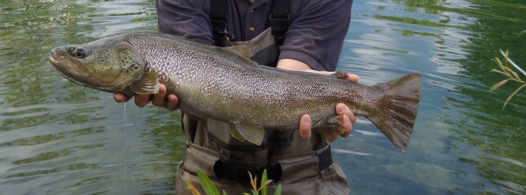 Reka Vipava (Od starega mostu v Vipavi do jezu pod Brjami) - Ribiška ...