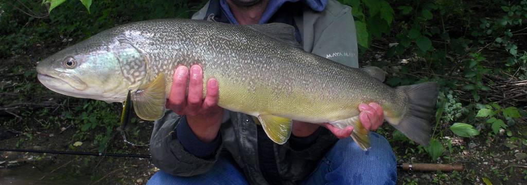 Reka Vipava (Od starega mostu v Vipavi do jezu pod Brjami) - Ribiška ...