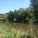 Ciprinidi - Reka Dravinja (od mostu v Doleni do Izliva v Dravo ...