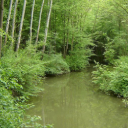 Predatory fish - The river Ščavnica (from the bridge in Sp.Ščavnica to ...