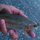 The river Selška Sora(from the outflow of the creek Sorški potok to the ...